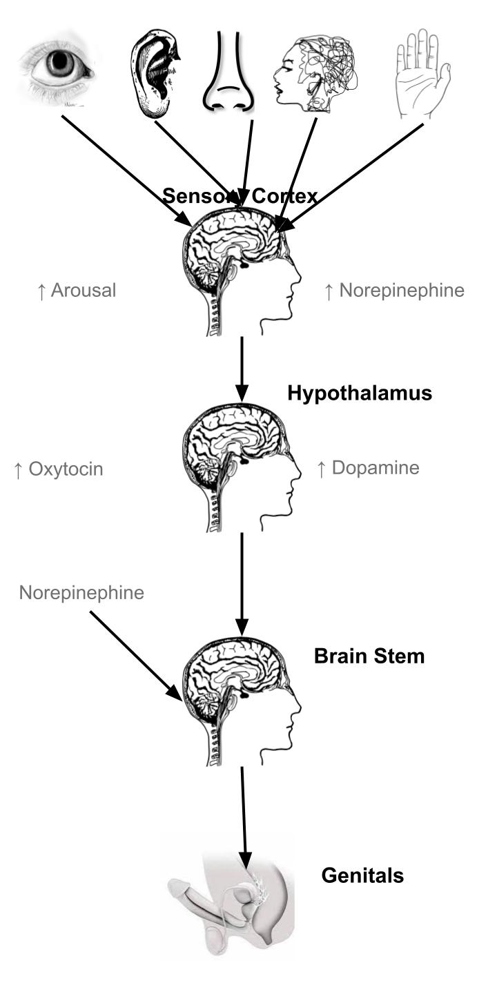 3. The physiology of ejaculation – Ross White